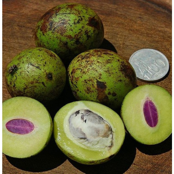 Jual Bibit pohon gandaria / Tanaman buah gandaria / Jatake CCCC ...