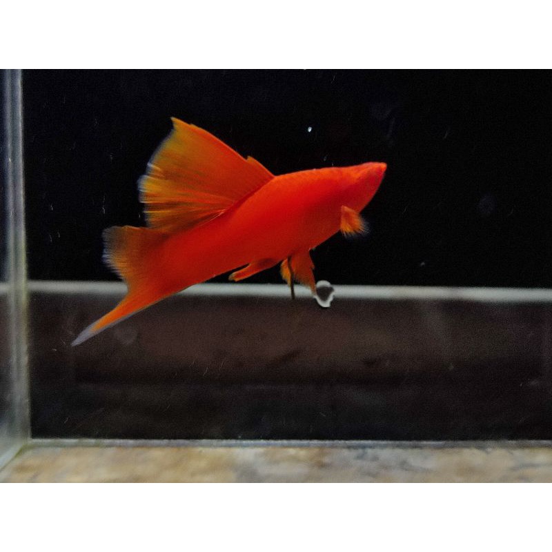 Jual bloodred firecracker swordtail sworddaker aksesoris aquarium ...