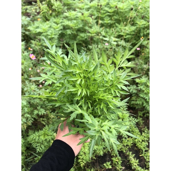 Jual Daun kenikir randa midang Ulam raja cosmos fresh segar organik 150 ...