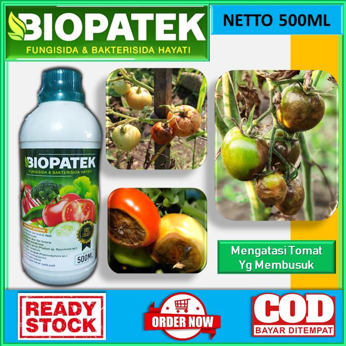 Jual OBAT BUSUK BUAH TOMAT - ampuh mengatasi penyebab terjadinya ...