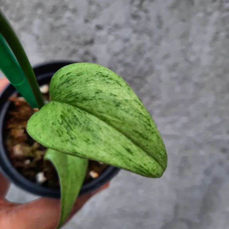 Jual Scindapsus Treubii Mint Variegata (Thailand) | Shopee Indonesia