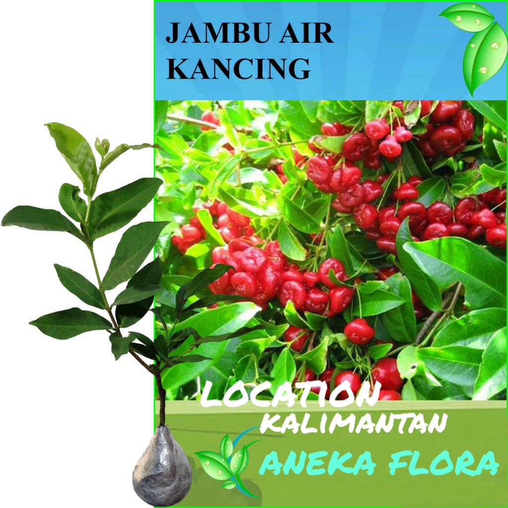 Jual bibit jambu air kancing (70-90cm) BELI 5 BONUS 1 | Shopee Indonesia