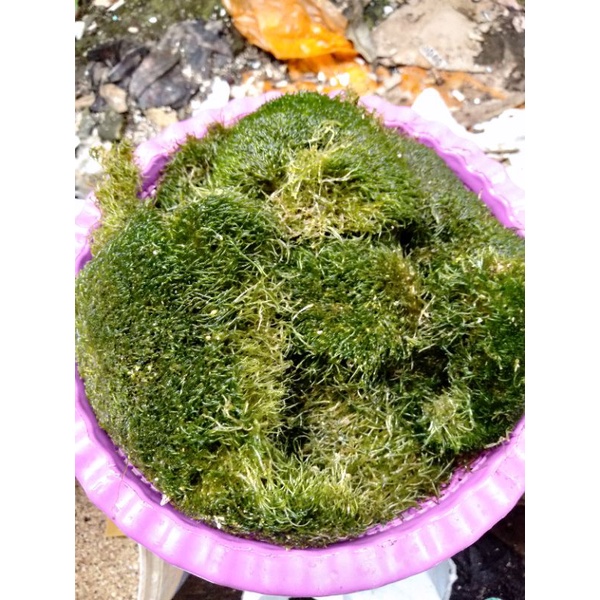 Jual Chaetomorpha macro algae | Shopee Indonesia