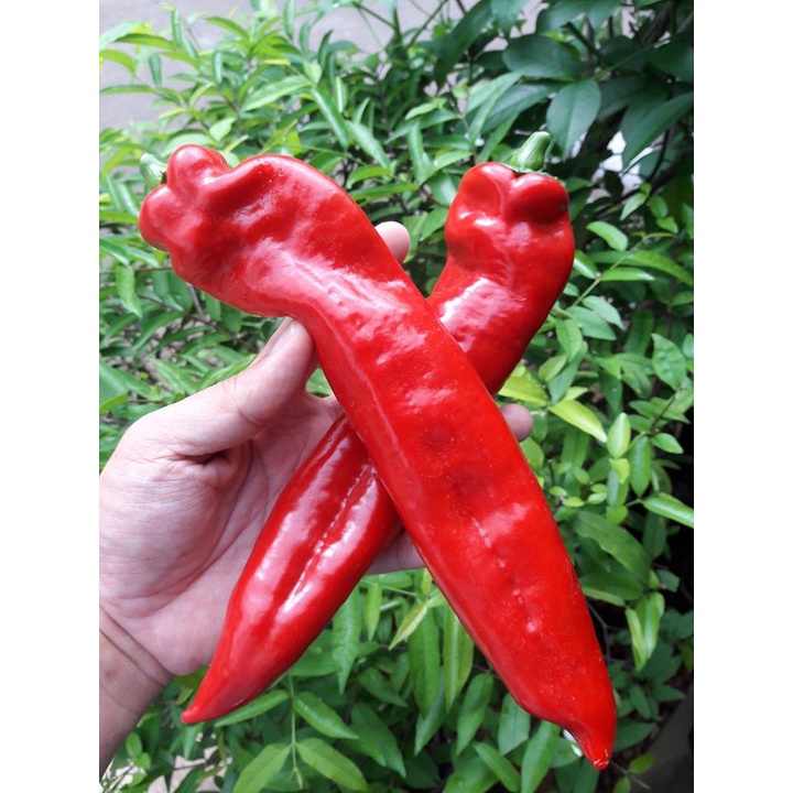 Jual (SF) isi paket : 2 Bibit Cabe Raksasa Sweet Italian Red Benih ...