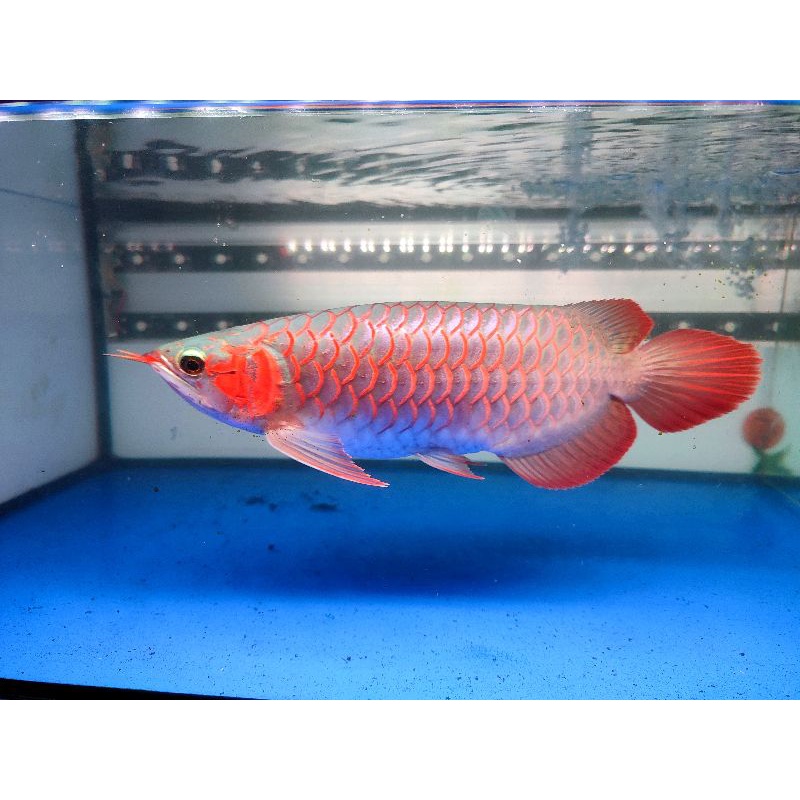 Jual ARWANA SUPER RED SIZE 28-30CM GENETIK MERAH SAMPAI PUNGGUNG DAN ...