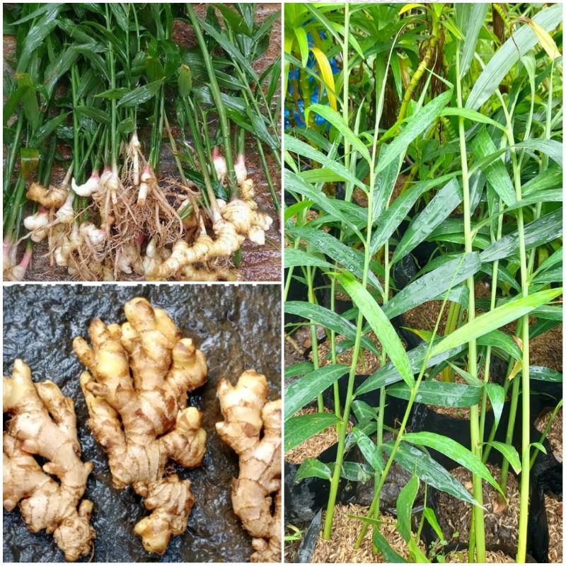 Jual Tanaman Jahe Emprit (Kaya Manfaat) Zingiber Officinali va | Shopee ...