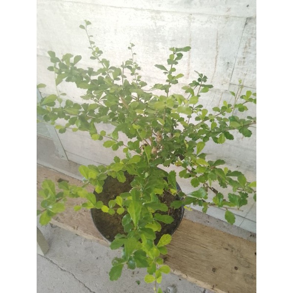 Jual Tanaman Hias Pohon Bonsai Hokianti Mikro Unik | Shopee Indonesia Jual Tanaman Hias Pohon Bonsai Hokianti Mikro Unik | Shopee Indonesia
