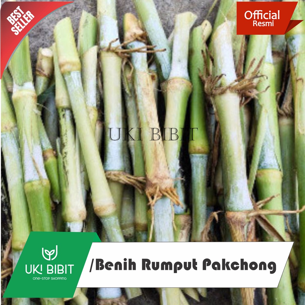 Jual ( 1 Karung ) Bibit Rumput Pakcong Pakan Ternak SIAP TANAM ...
