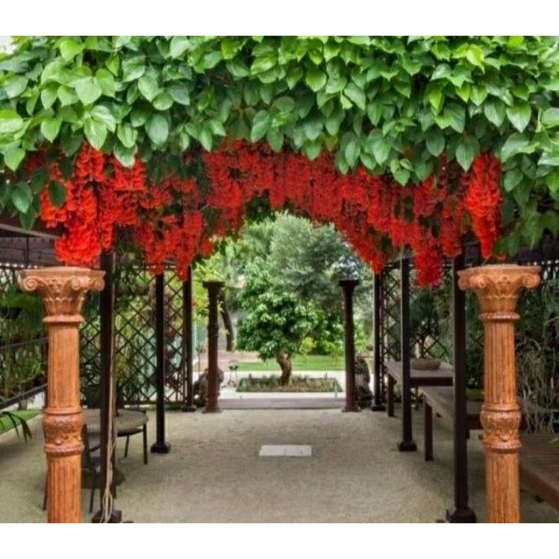 Jual tanaman flame of irian murah | Shopee Indonesia