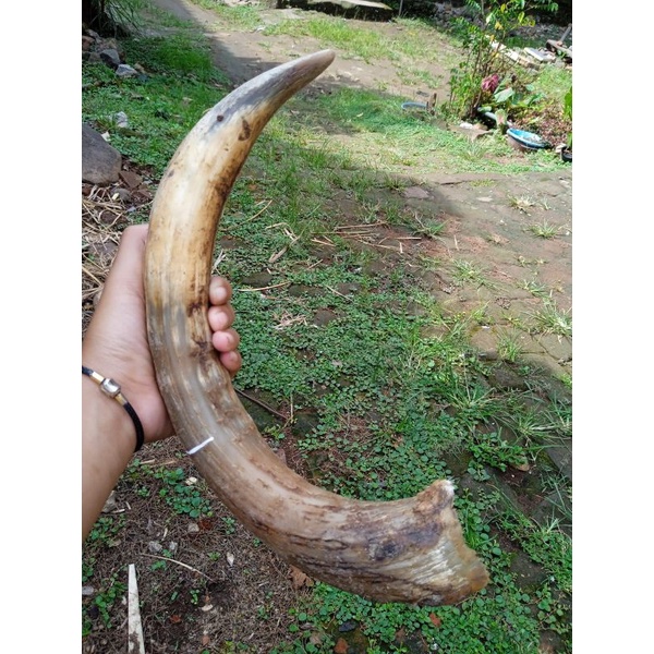 Jual tanduk sapi padat 13-28 cm. tolong baca deskripsi sebelum pesan ...