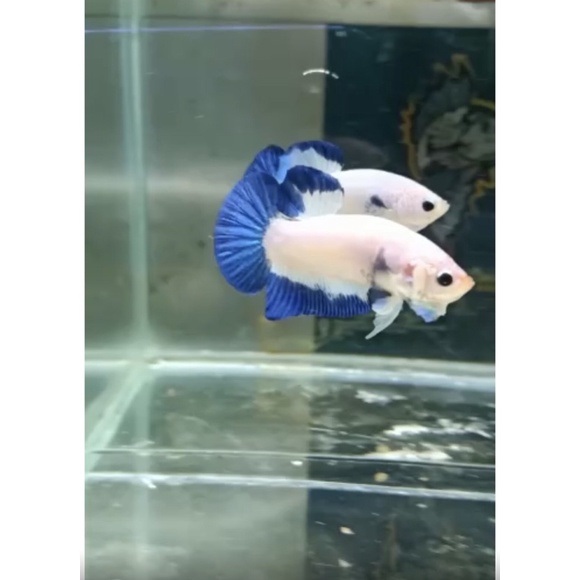 Jual PK BLUE RIM (satu pair) | Shopee Indonesia