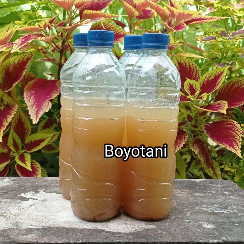 Jual Pupuk pgpr, Rhizobium Sp Cair, Fungisida Hayati Cair | Shopee ...