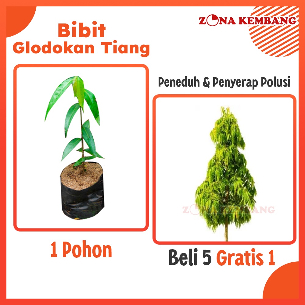 Jual Bibit Glodokan Tiang Tanaman Glodokan Tiang Beli 5 Gratis 1 ...