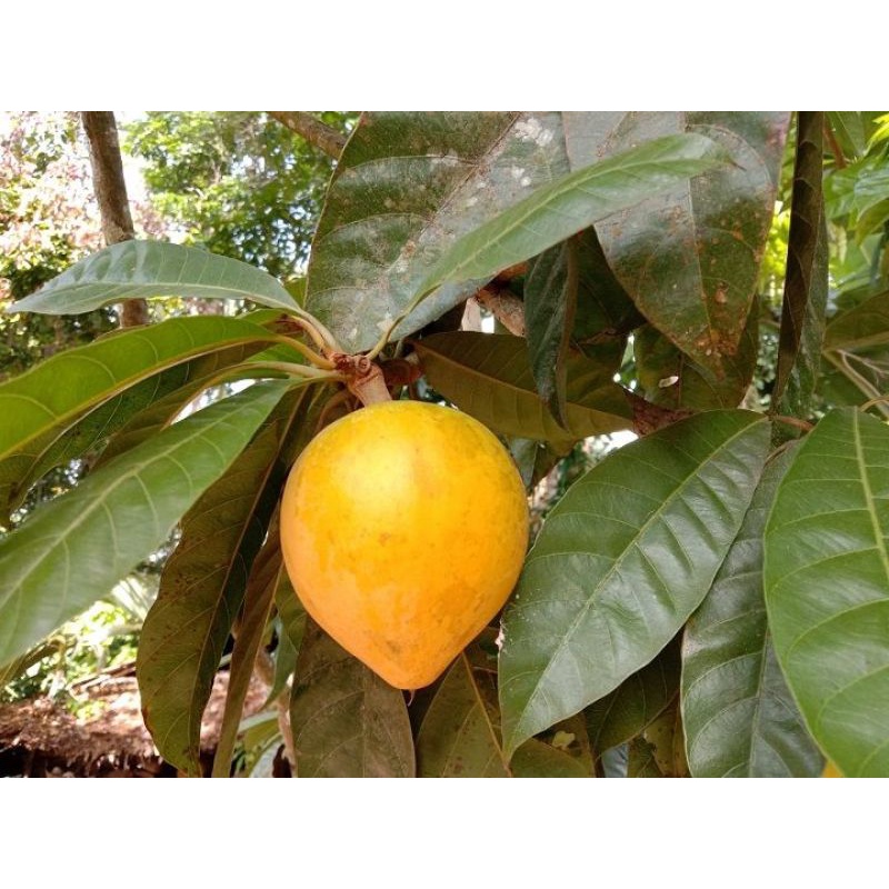 Jual buah alkesah.atau buah sawo mentega 500g | Shopee Indonesia