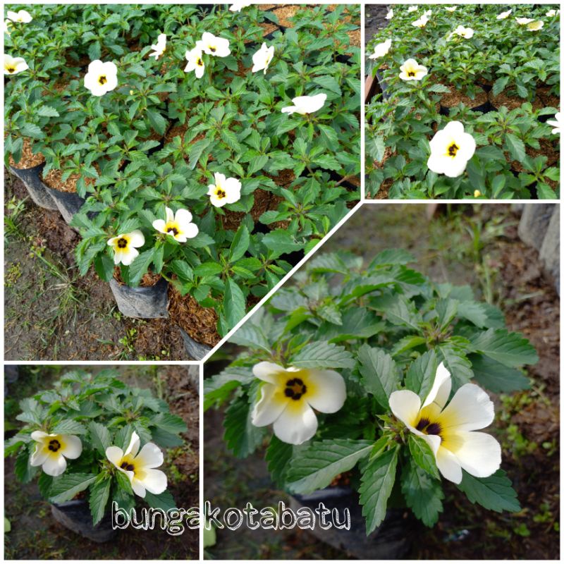 Jual Tanaman Hias Bunga Yolanda Pukul Sembilan | Shopee Indonesia