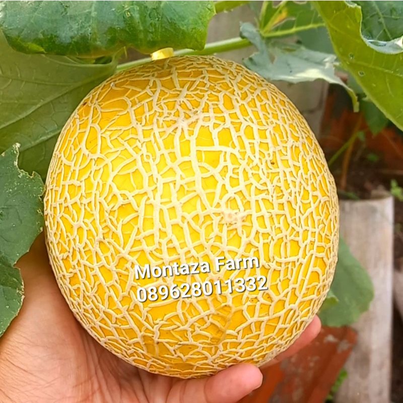 Jual Buah Melon Inthanon Premium Fresh Golden Emerald | Shopee Indonesia