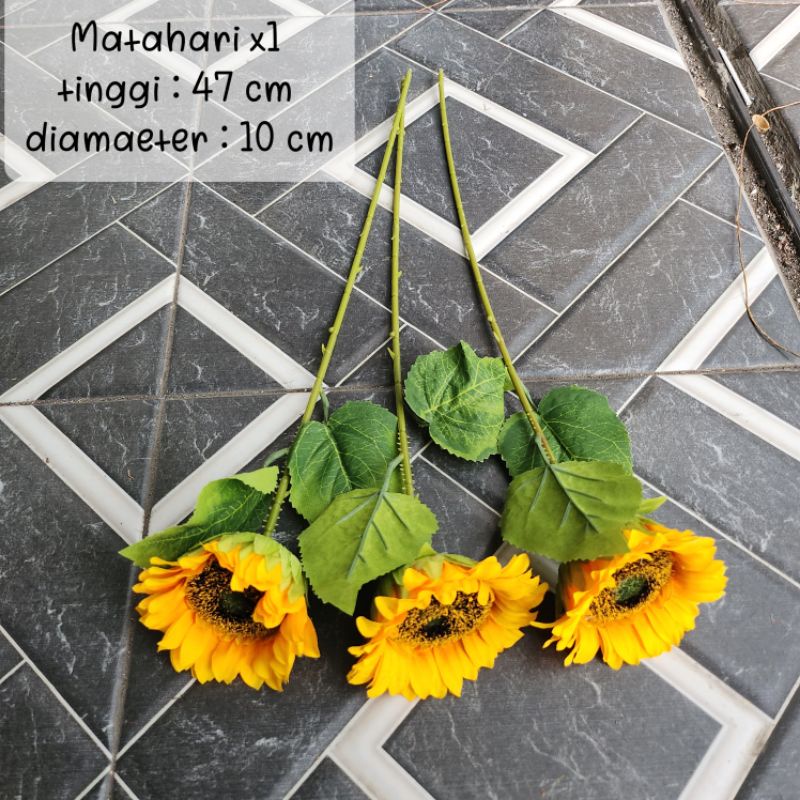 Jual Matahari Jumbo x1 / Sunflower Bunga Matahari ( Tanpa Pot ...