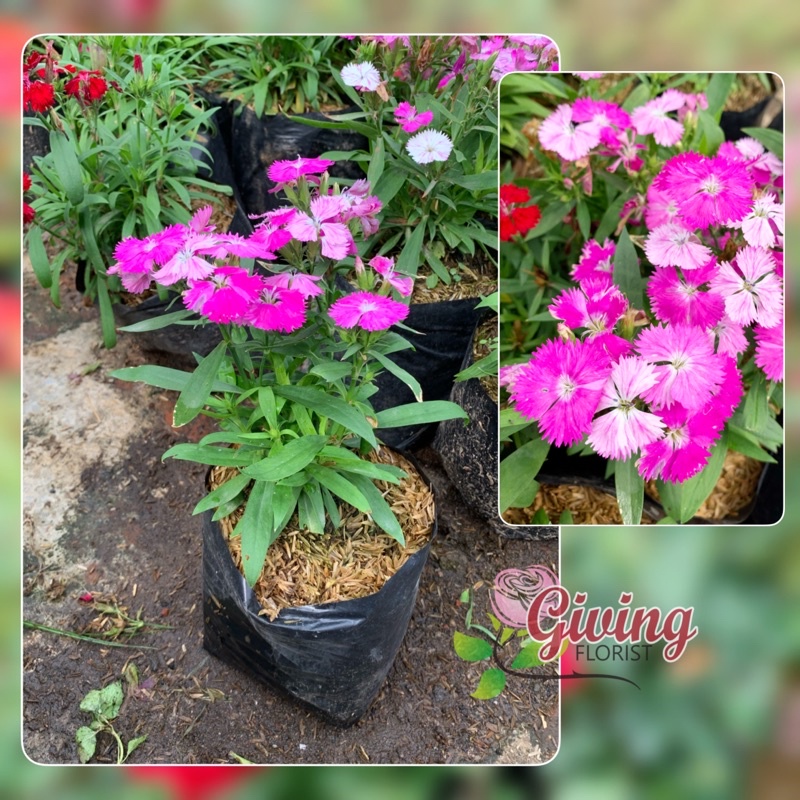 Jual Tanaman Hias Bunga Anyelir Dianthus Pink Splash (Sudah Berbunga ...