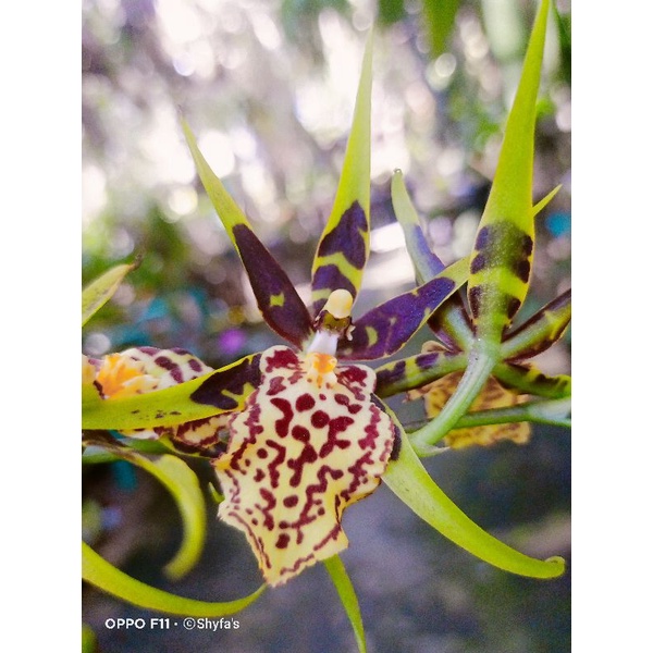 Jual Anggrek Oncidium IMPORT Gilded Tower bunga besar dan sangat indah ...