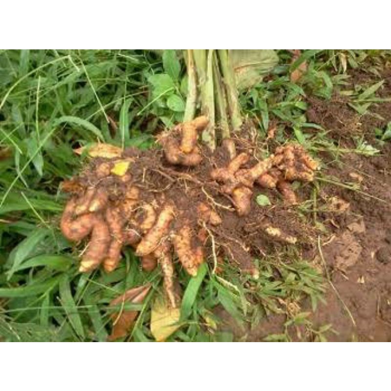 Jual KUNYIT KUNIR KUNING | KUNYIT KUNIR PUTIH 1KG | Shopee Indonesia