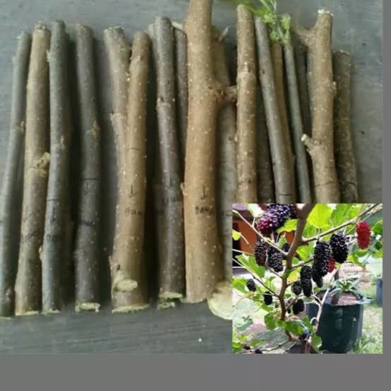 Jual STEK BATANG BUAH MURBEI ISI 10 BATANG FRESH TANAMAN LONG MURBEI ...