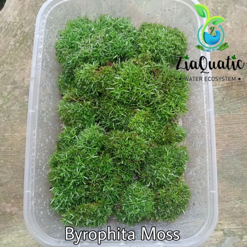 Jual Moss Paludarium Terarium - Byrophita(Mutiara) Moss Porsi 12×20cm ...