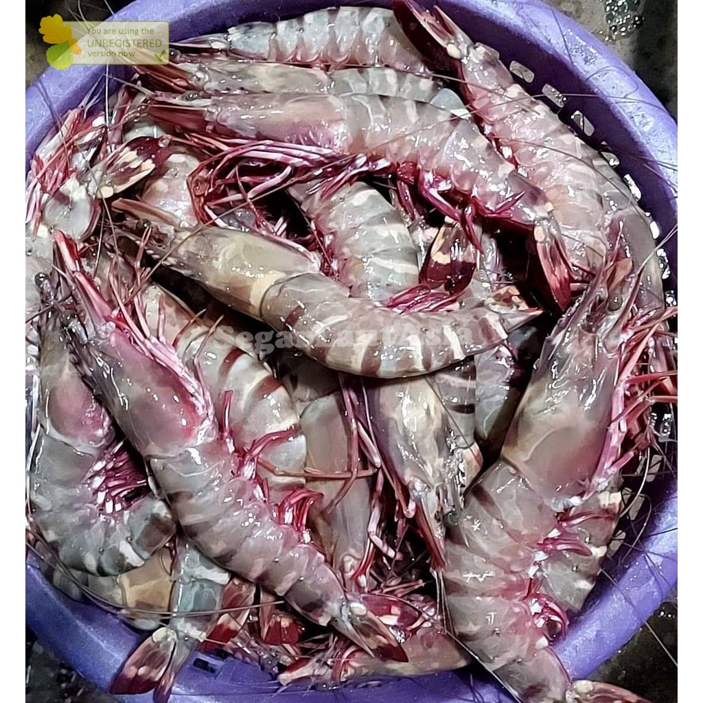 Jual Udang Jumbo Segar Udang Besar Udang Segar 1Kg | Shopee Indonesia