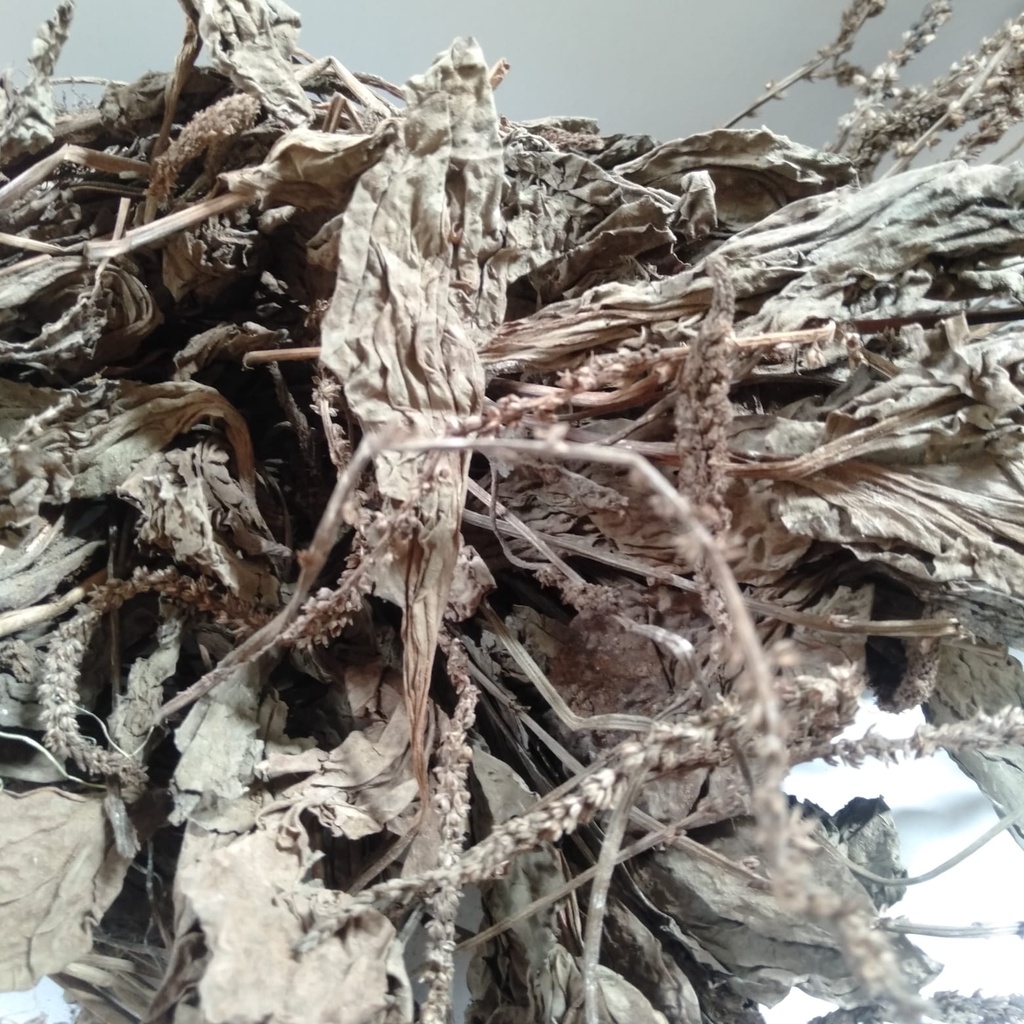 Jual Daun Sendokan Kering / Sendok / Ki Urat 1kg | Shopee Indonesia