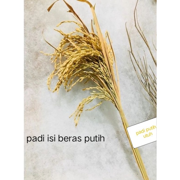 Jual padi tangkai kering isi 30 tangkai | Shopee Indonesia