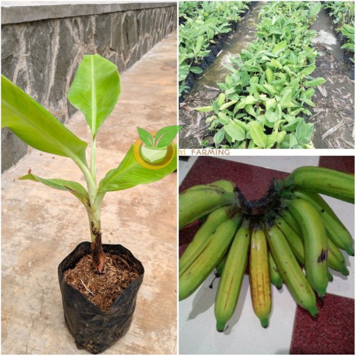 Jual BIBIT TANAMAN BUAH PISANG RAJA NANGKA CCCC | Shopee Indonesia