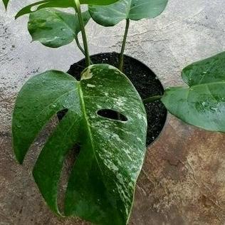 Jual MONSTERA KING / MONSTERA KING VARIGATA 1101 | Shopee Indonesia