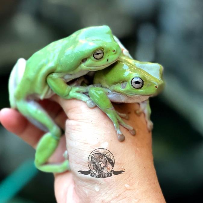 Jual Dumpy Tree Frog - Kodok Katak Pohon bukan pacman toad pixie budget ...