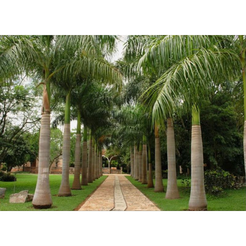 Jual Bibit palm tanaman palem raja | Shopee Indonesia