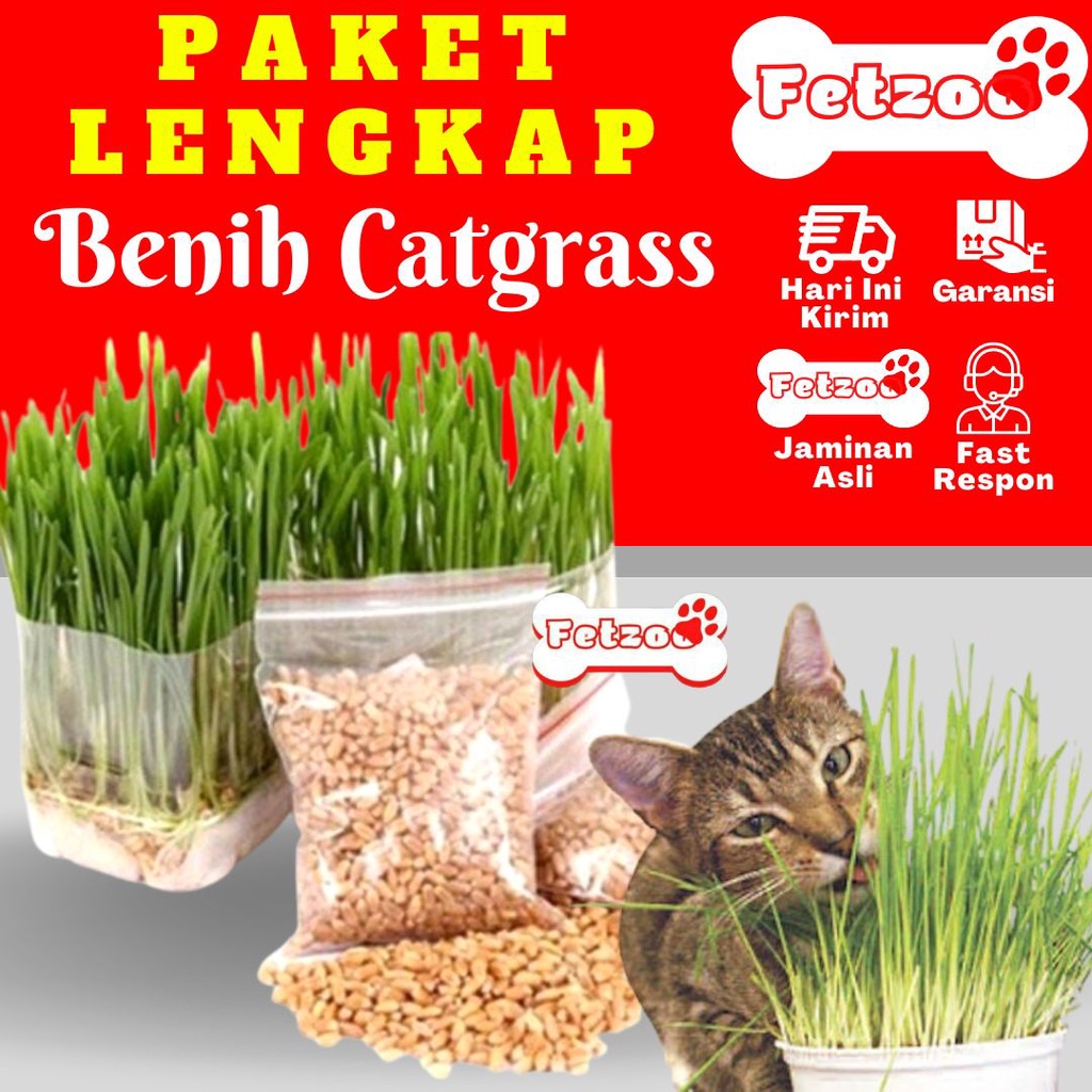 Jual PAKET BENIH WHEATGRASS BIBIT RUMPUT GANDUM BIJI CAT GRASS ...
