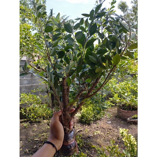 Jual BAHAN BONSAI Kimeng pecah batang | Shopee Indonesia Jual BAHAN BONSAI Kimeng pecah batang | Shopee Indonesia