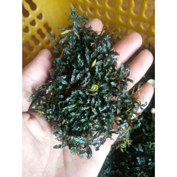 Jual Bucephalandra micro mix clump tanaman aquascape aquarium | Shopee ...