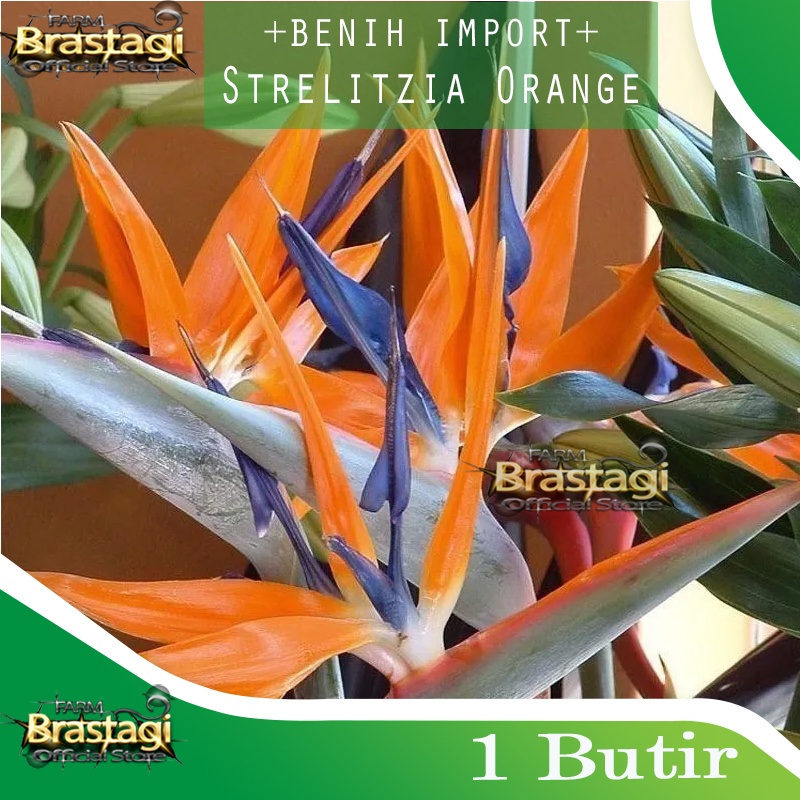 Jual FBTG - 10 Benih Bibit Bunga Strelitzia Orange Bird of Paradise ...