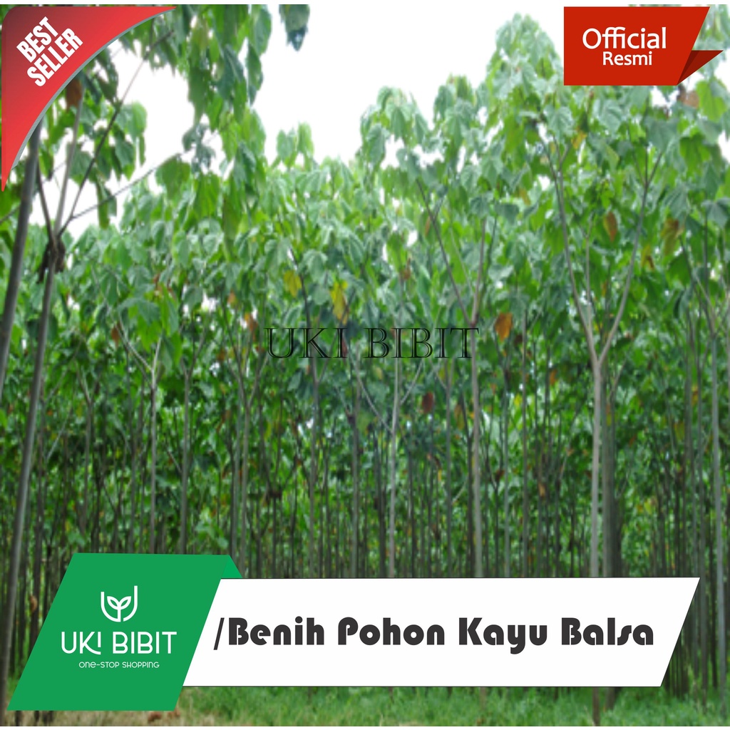 Jual ( 1 Kg ) Benih Pohon Kayu Balsa | Ochroma Pyramidale | Balsa Putih ...