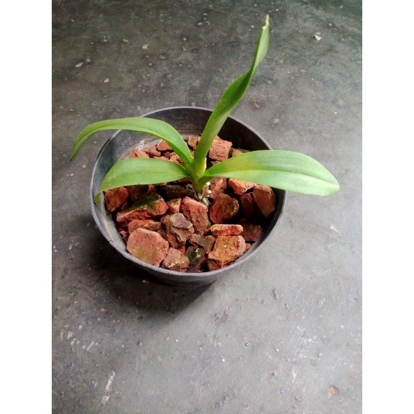 Jual Anggrek Bulan Mini | Shopee Indonesia