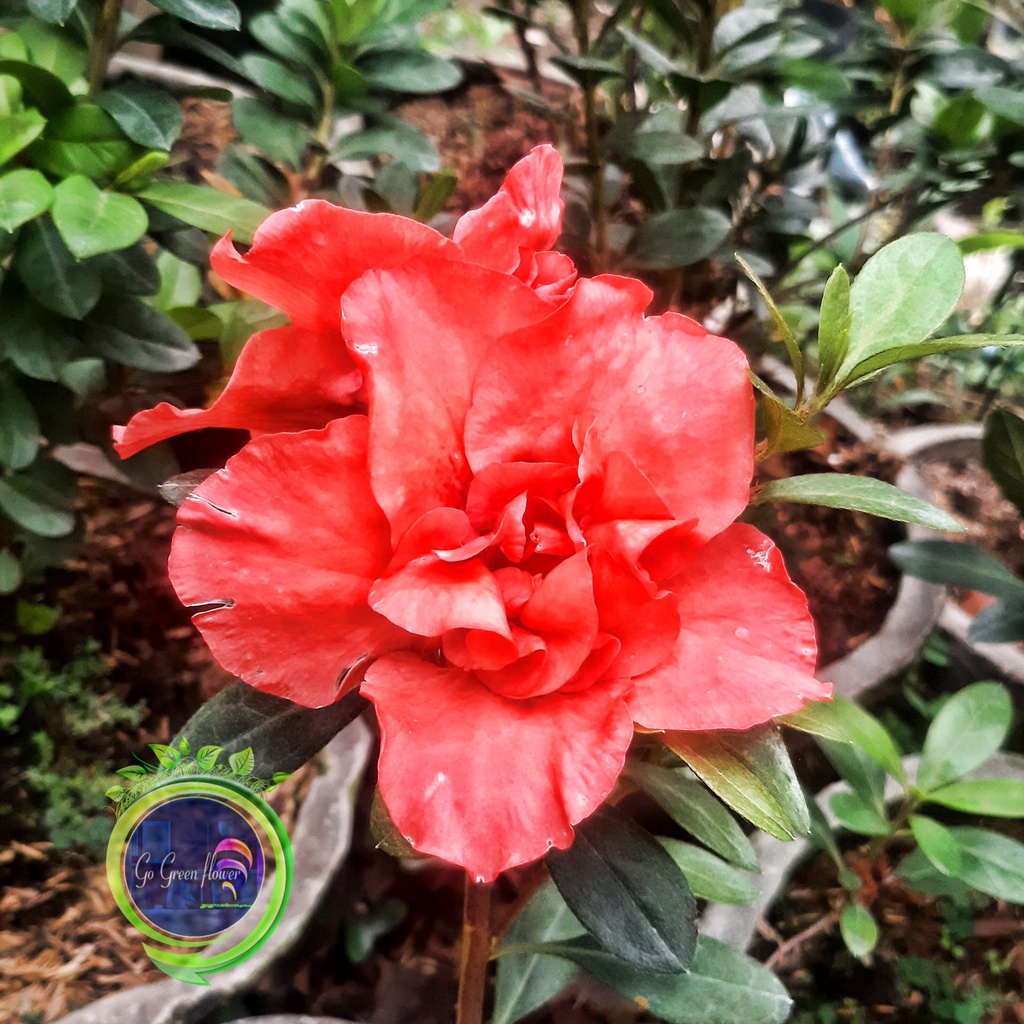 Jual BUNGA AZALEA TERLENGKAP Rhododendron javanicum ASALEA AZALIA TANAMAN HERBAL bunga hias ...