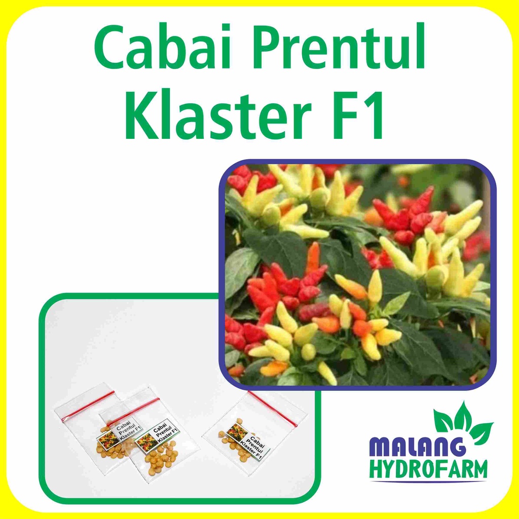 Jual Benih Cabai Prentul Klaster F1 Unggulan Berkualitas biji bibit ...