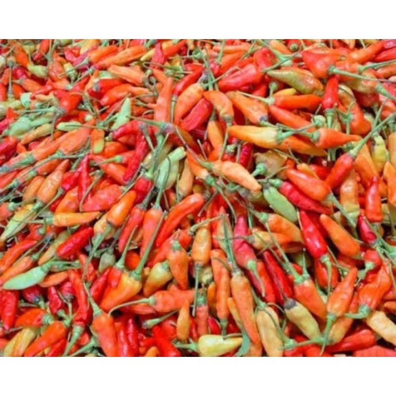 Jual CABE BURUNG 50 GR SAYUR SEGAR PALEMBANG | Shopee Indonesia