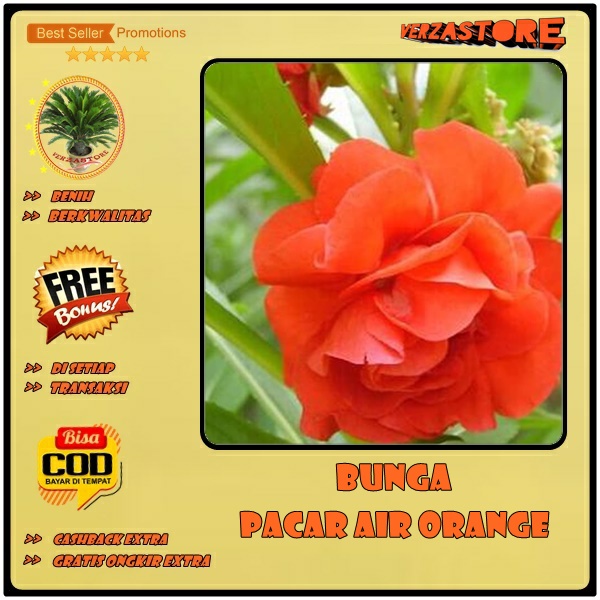Jual Biji benih bunga pacar air orange /15 biji | Shopee Indonesia