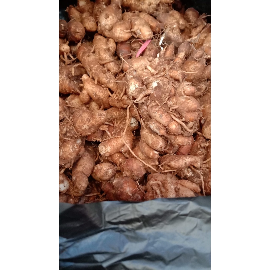 Jual kencur segar / cekur bumbu rempah-rempah basah / kencur jamu ...