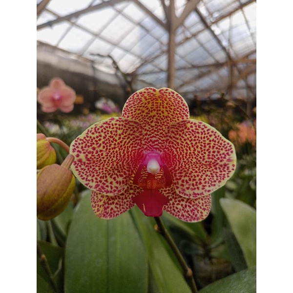 Jual anggrek bulan premium leopard kuning bintik merah phalaenopsis ...