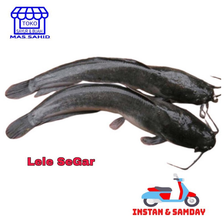 Jual Ikan Lele Segar ikan Segar Lele Fresh Kirim instan & someday ...