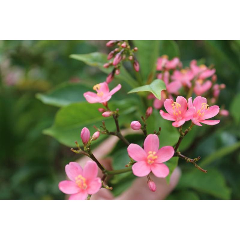Jual Batavia Pink Jetropa Bunga Pink Tanaman Hias Dan Vegetasi Lebah