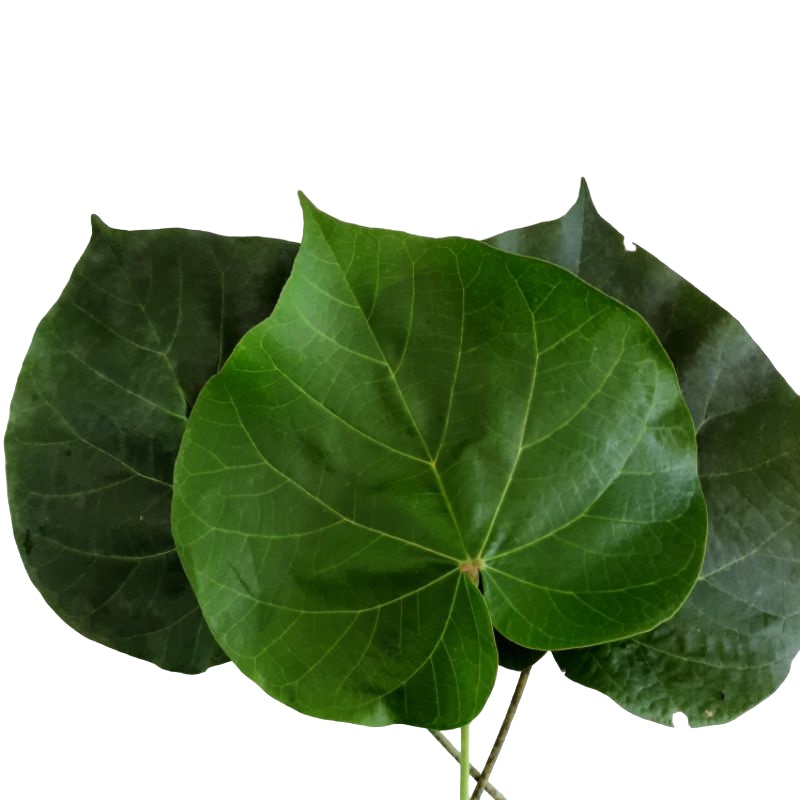 Jual Termurah 20 Lembar Daun Waru Segar | Daun Baru Obat Herbal TBC Dan ...