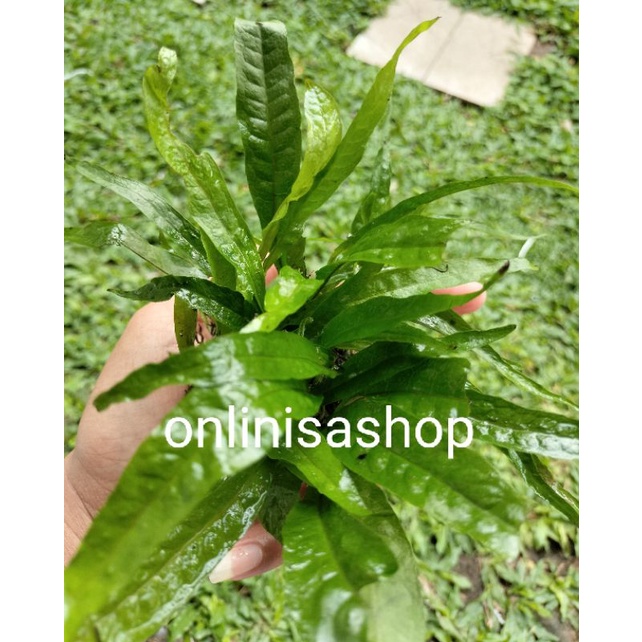 Jual (dapat 25 daun) Tanaman hias air kadaka mini (Microsorum pteropus ...
