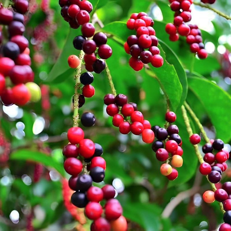 Jual Bibit Tanaman Buah Buni / Wuni / Bignay Fruit Unggul Siap Tanam ...